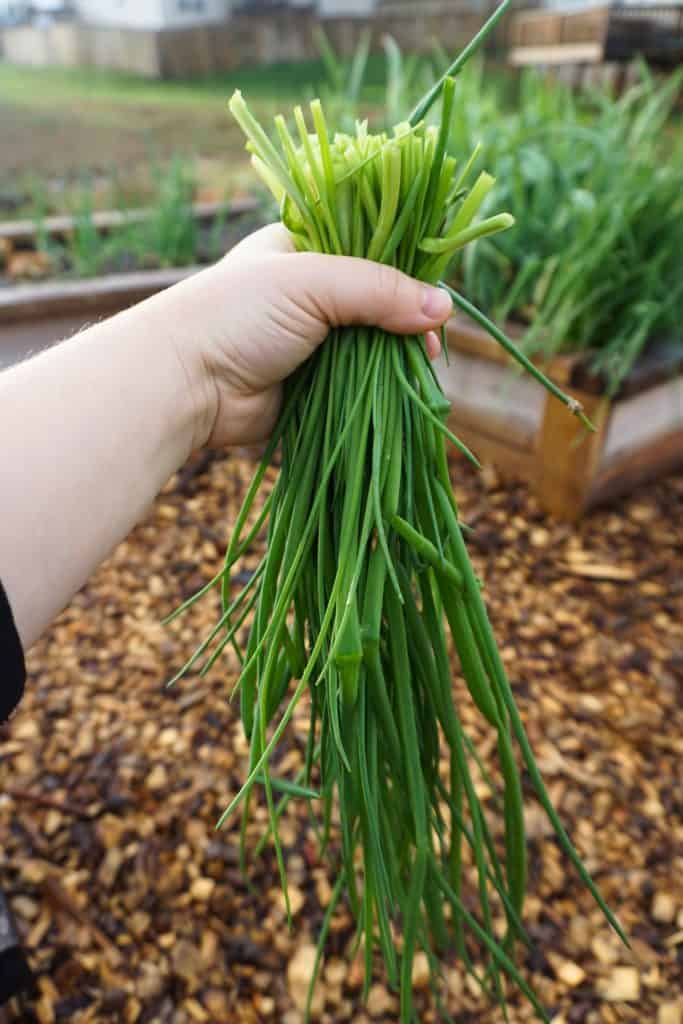 How To Grow Chives (The Easiest Herb) - For the Belly and Soul