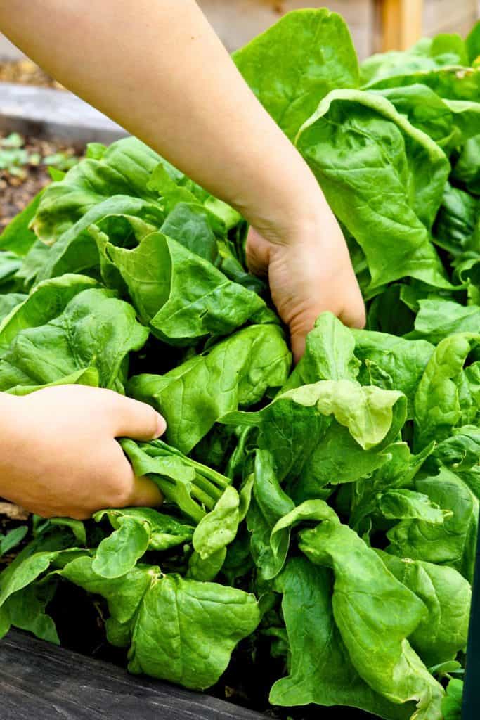 3 Easy Leafy Greens Anyone Can Grow - For the Belly and Soul
