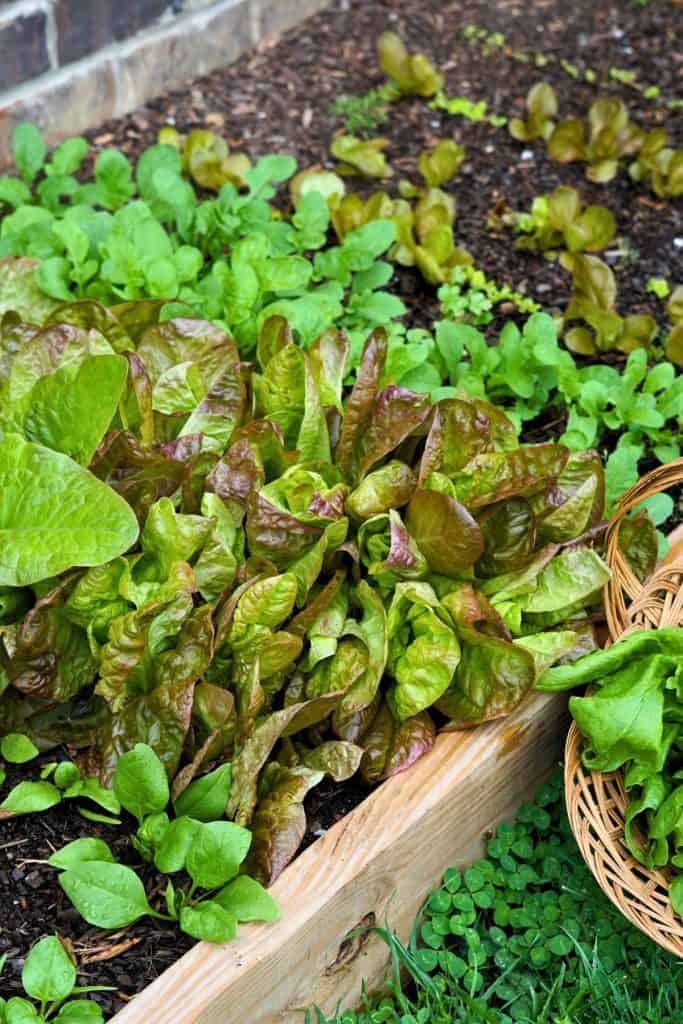 3 Easy Leafy Greens Anyone Can Grow - For the Belly and Soul