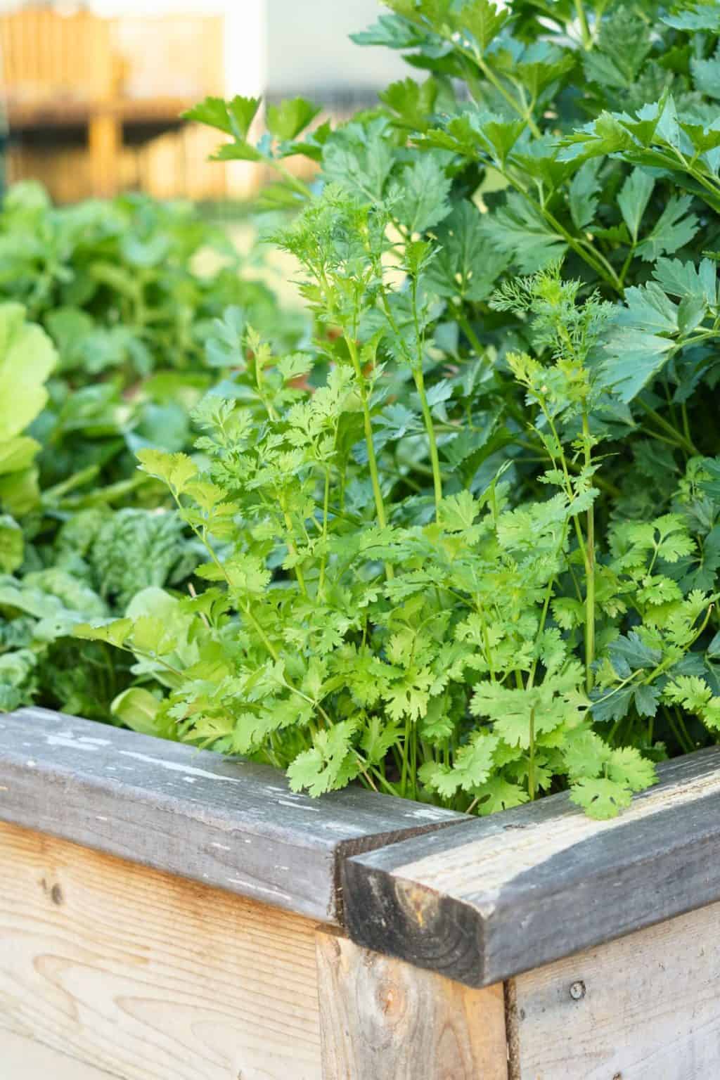 5 Quick Tips for Growing Cilantro From Seed All Season Long - For the ...